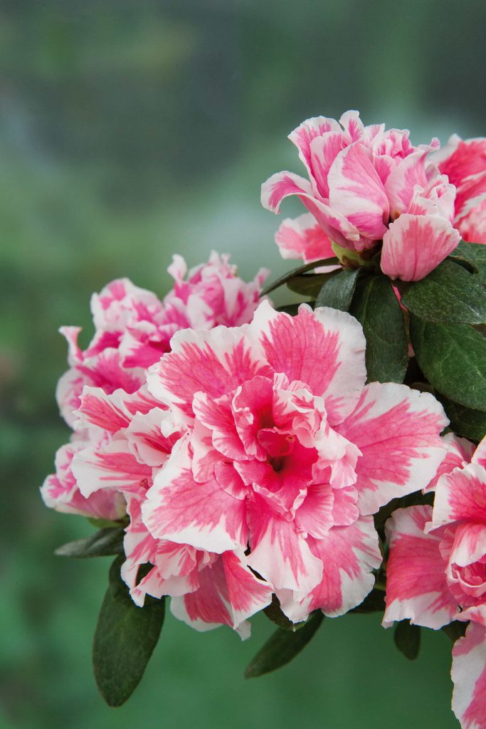 Azaleia: beleza clássica - Revista Natureza