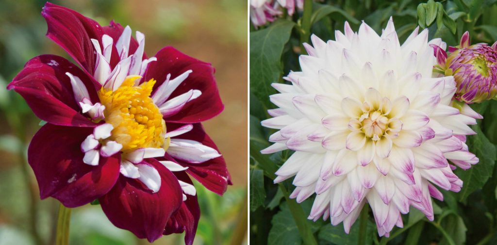 Dália: um grande elenco - Revista Natureza