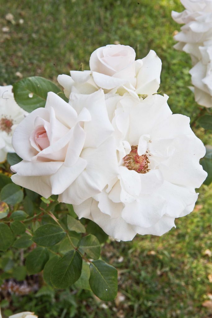 As rosas premiadas de La Rosaleda - Revista Natureza