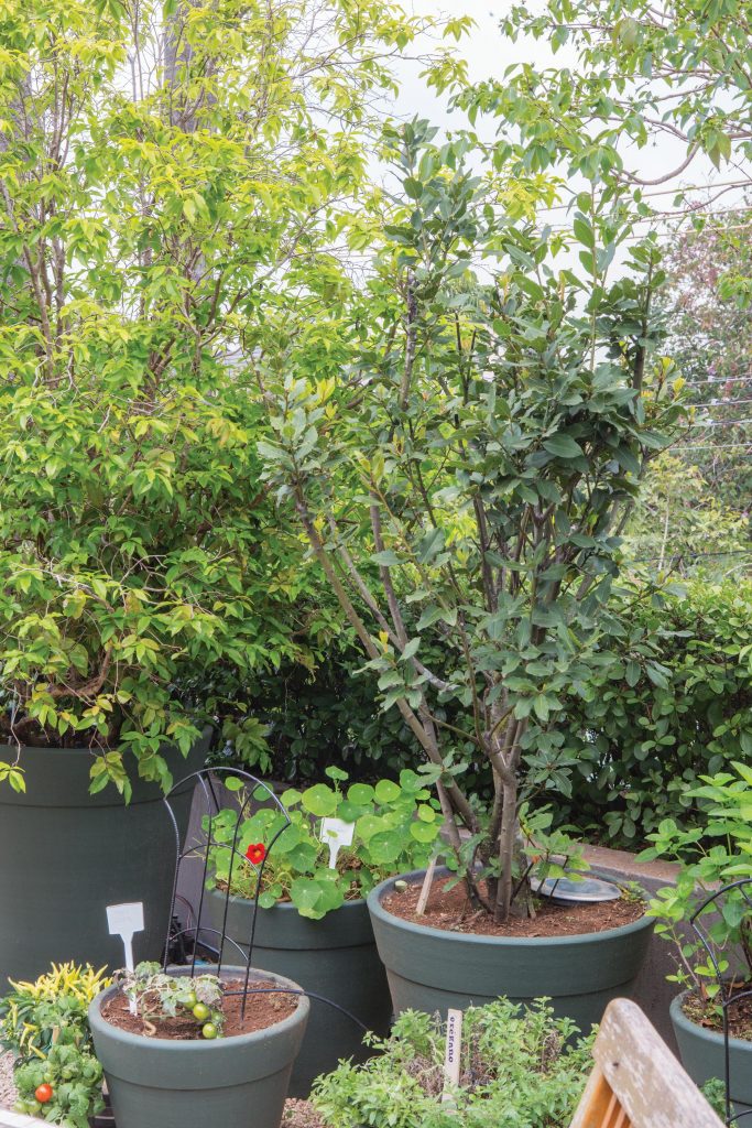 Louro: nobre tempero - Revista Natureza