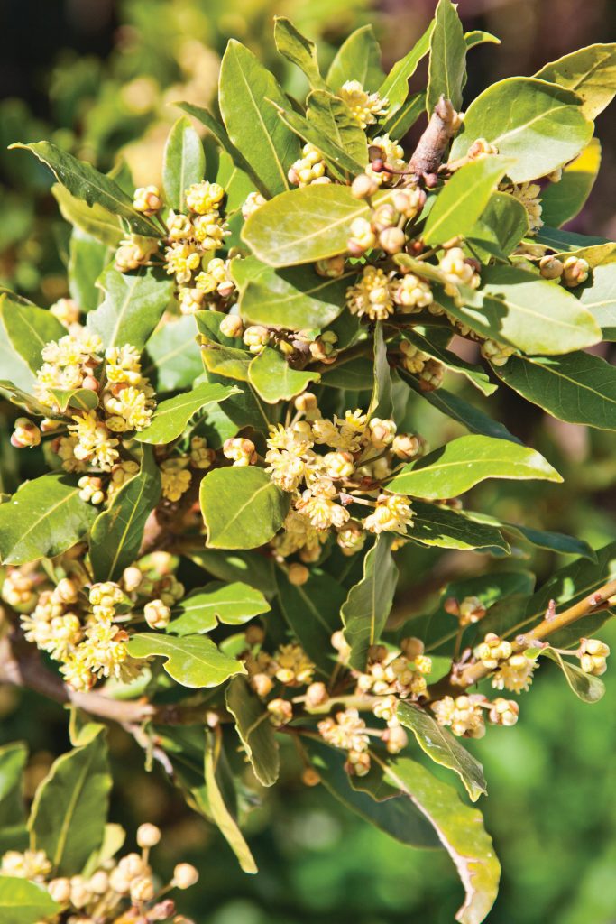 Louro: nobre tempero - Revista Natureza