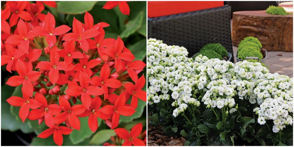 Calanchoe: coloridas e delicadas - Revista Natureza