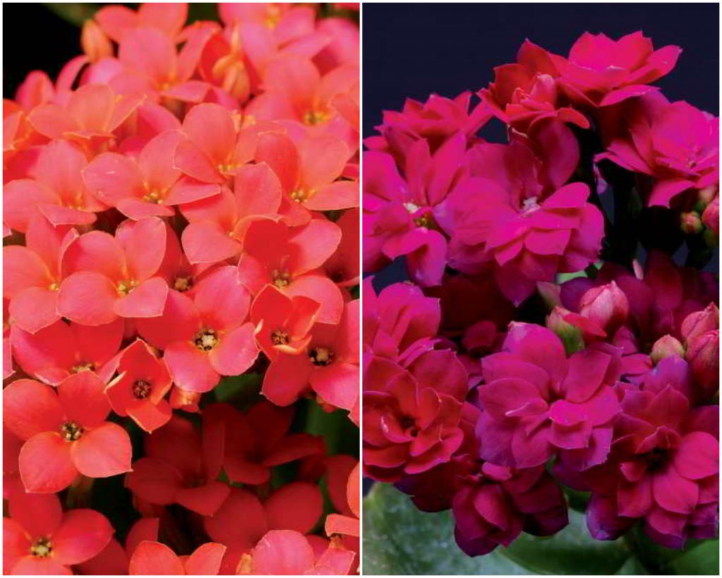 Calanchoe: coloridas e delicadas - Revista Natureza