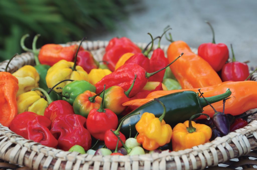 Pimentas: naturalmente intensas - Revista NaturezaRevista Natureza