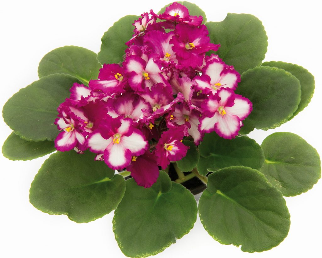 Violeta: pequena notável - Revista Natureza