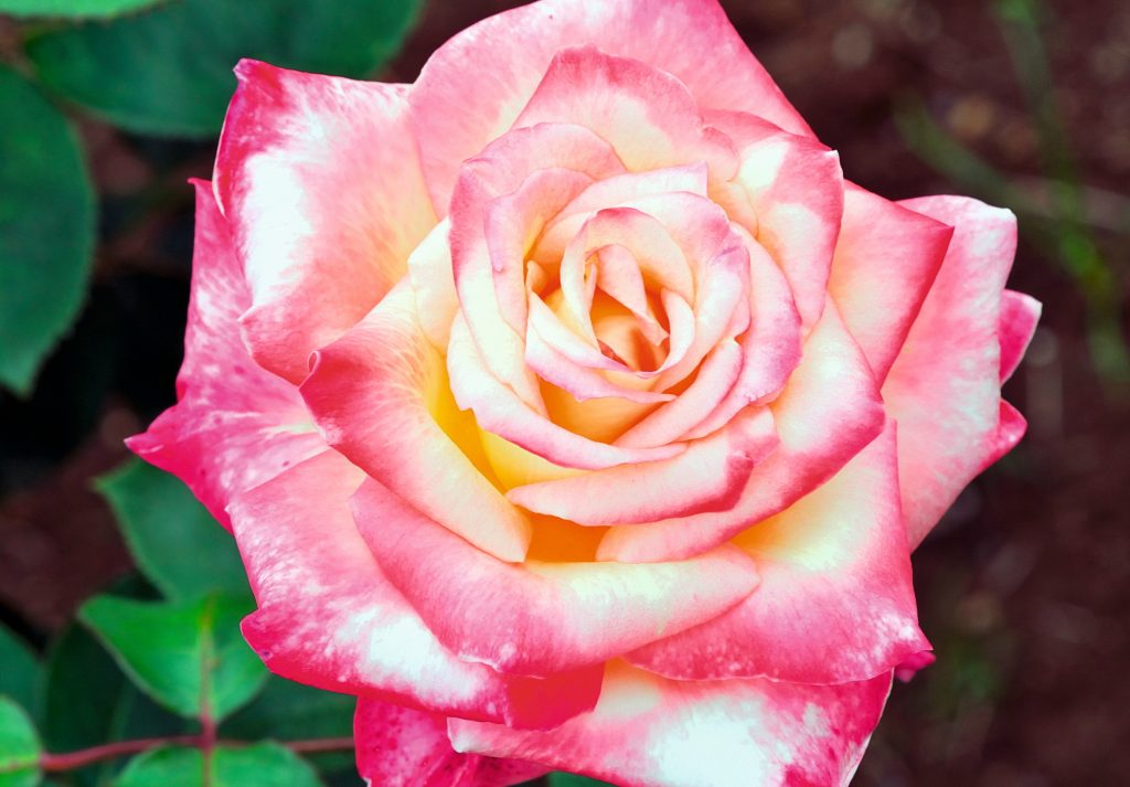 As flores da realeza - Revista Natureza