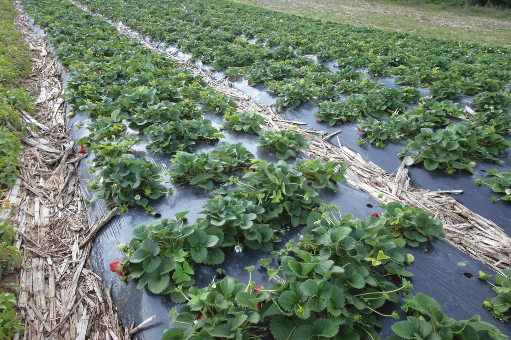 Morangueiro: delícia disfarçada - Revista Natureza