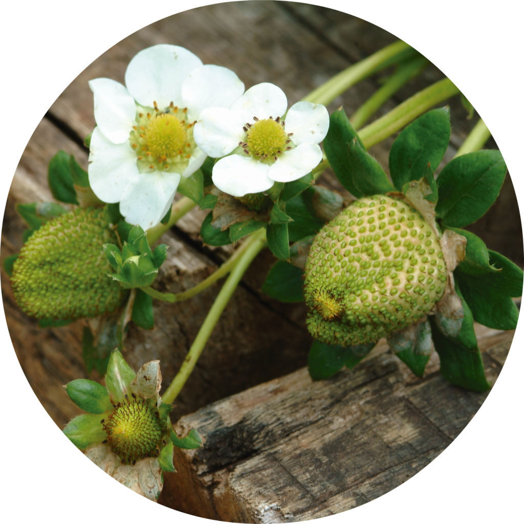 Morangueiro: delícia disfarçada - Revista Natureza