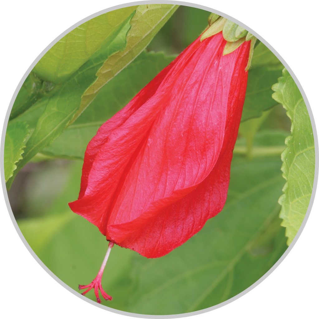 Como conduzir arvoretas - Revista Natureza