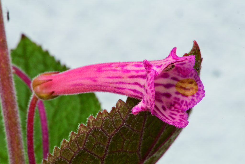 Encantadoras siníngias - Revista Natureza