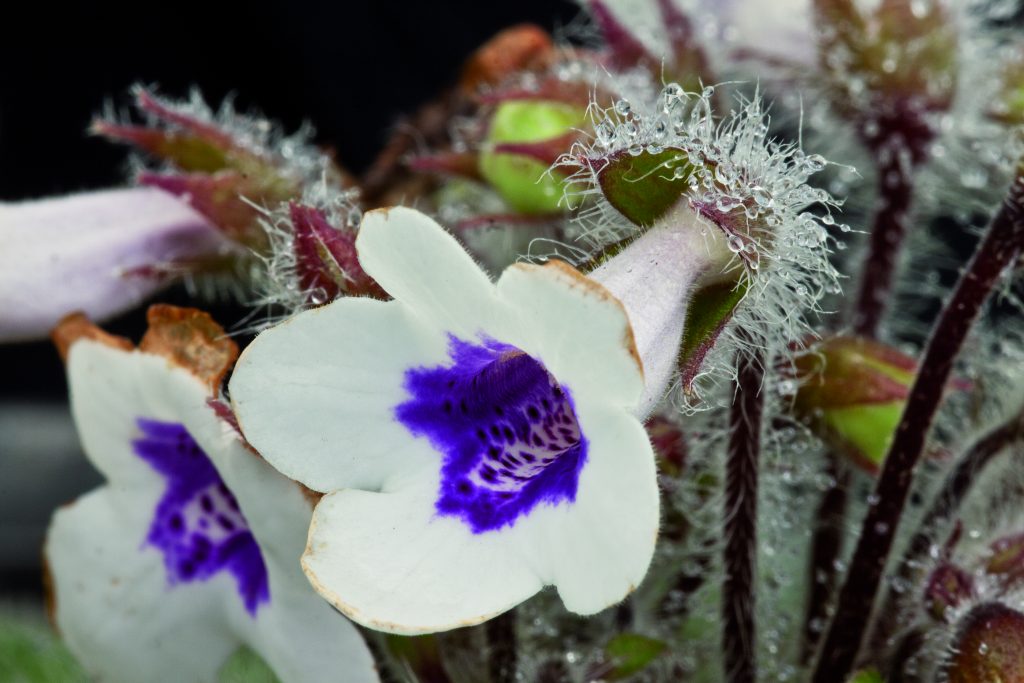 Encantadoras siníngias - Revista Natureza