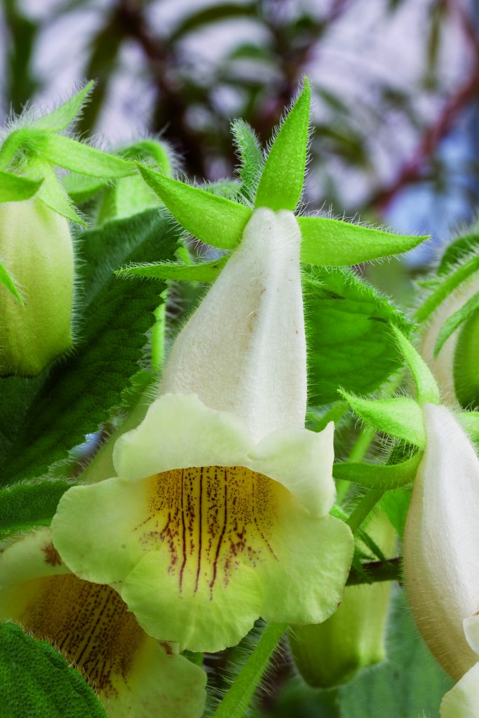 Encantadoras siníngias - Revista Natureza