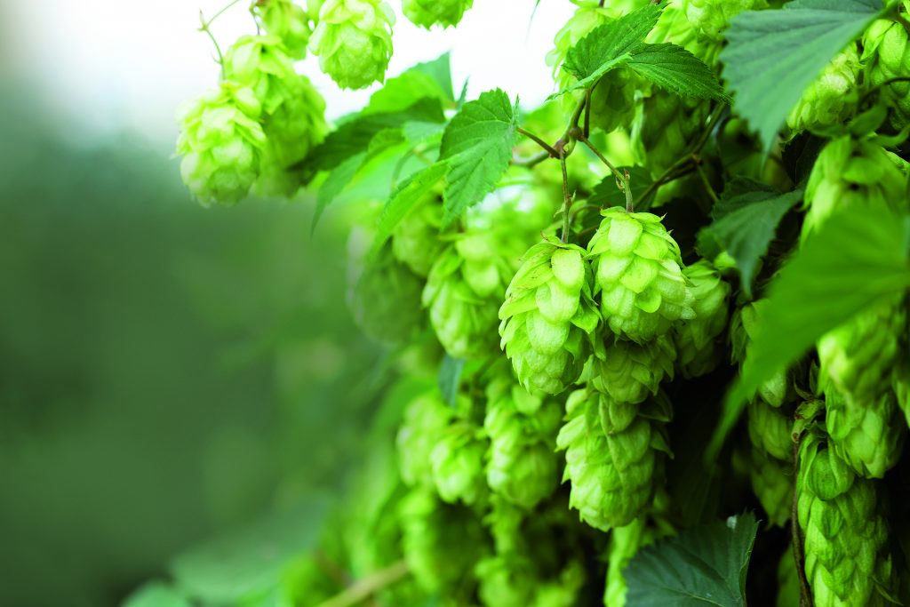 Flores verdes - Revista Natureza