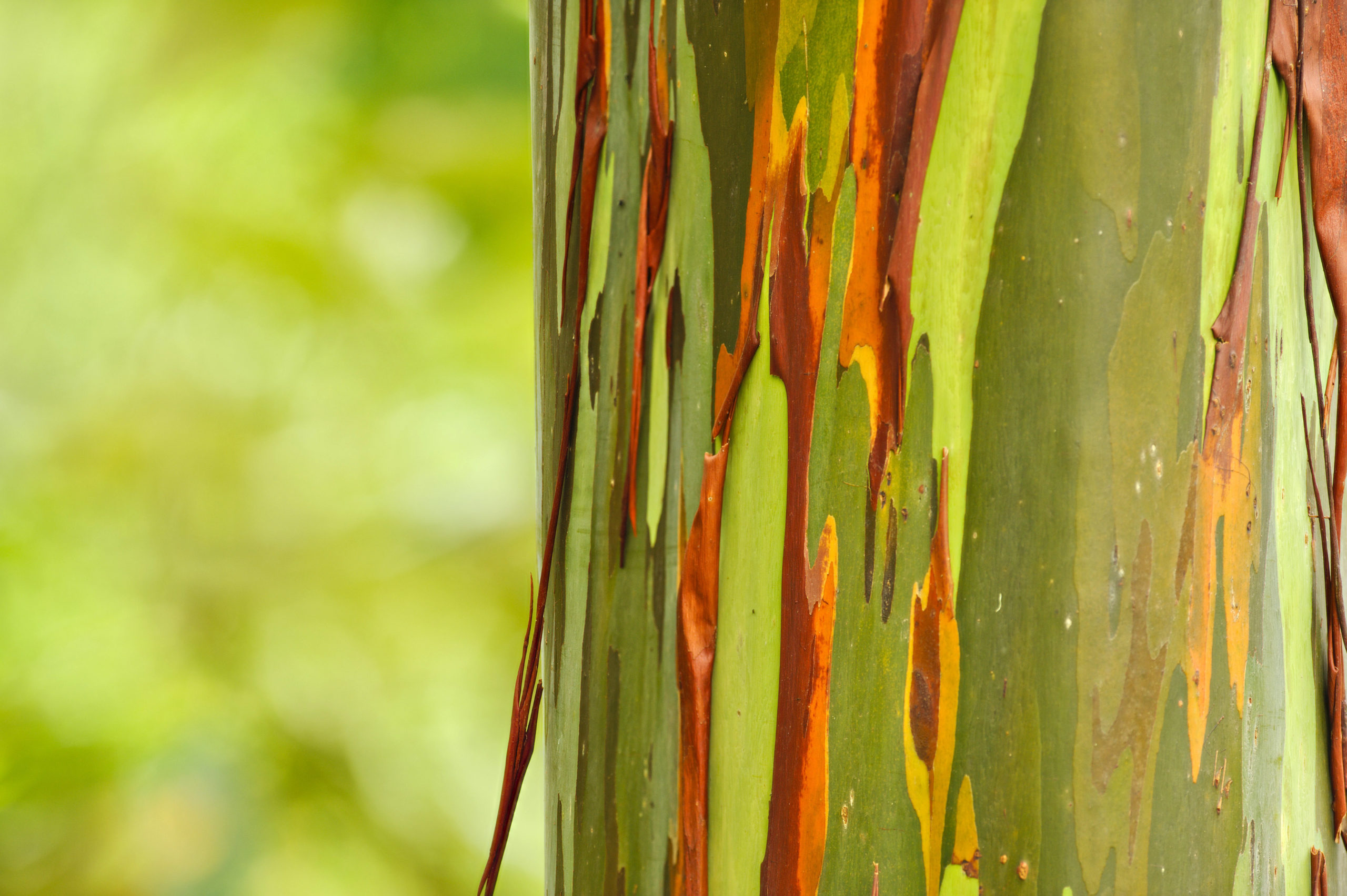 Troncos protagonistas - Revista Natureza