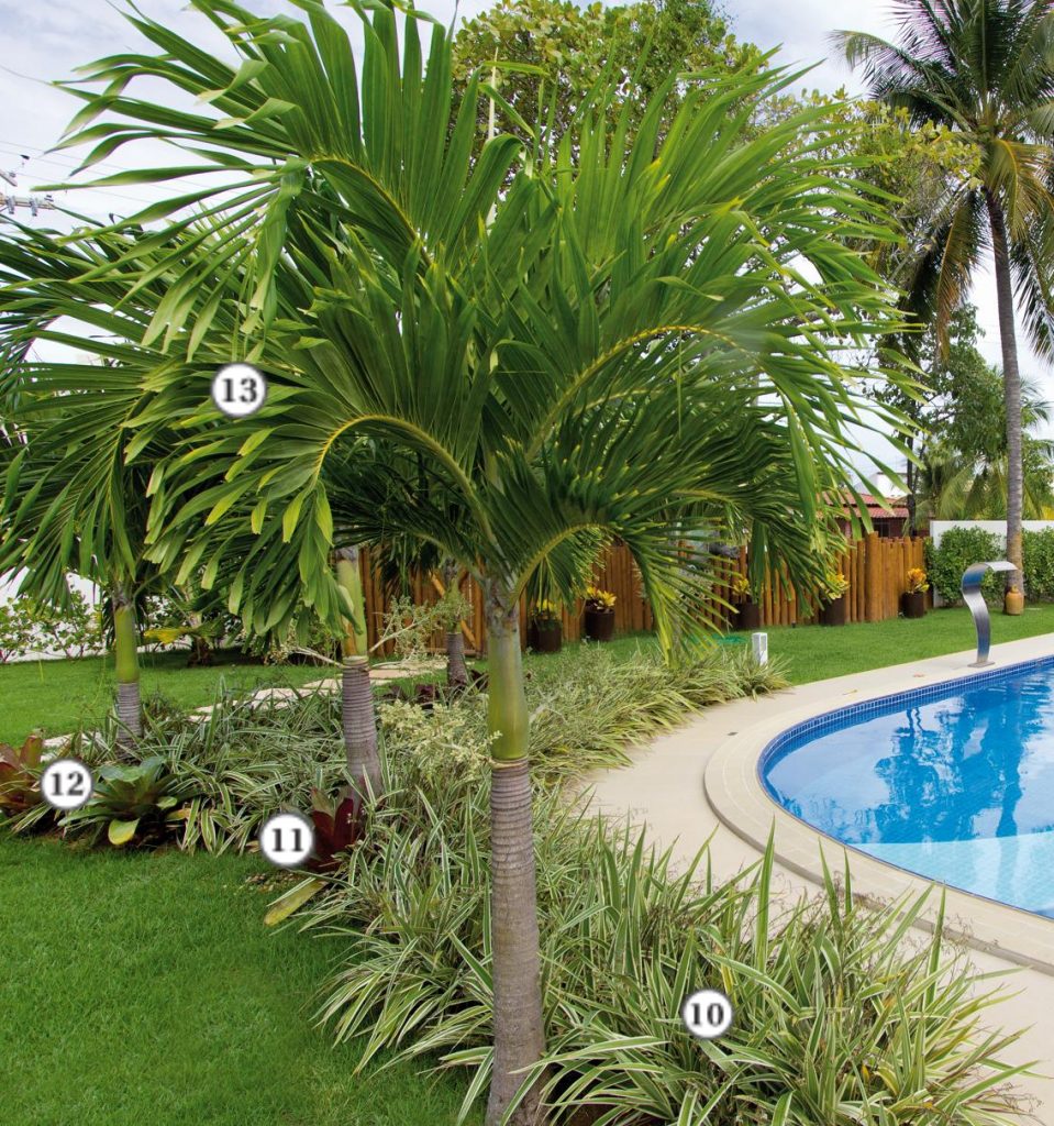 Recanto tropical - Revista Natureza