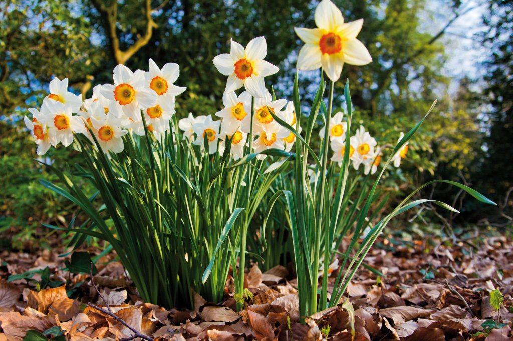 O segredo dos bulbos - Revista Natureza