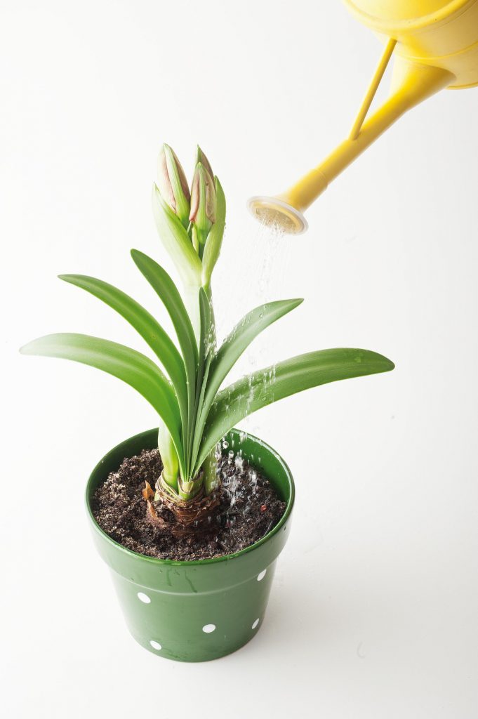 O segredo dos bulbos - Revista Natureza