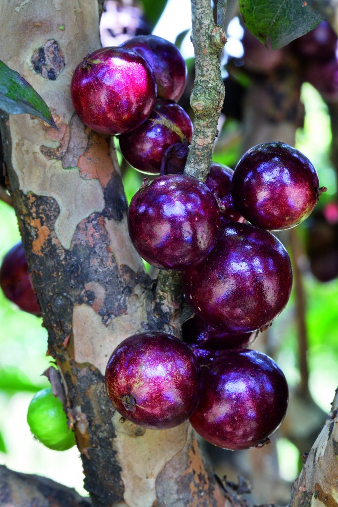 Jabuticaba para todos os gostos - Revista Natureza