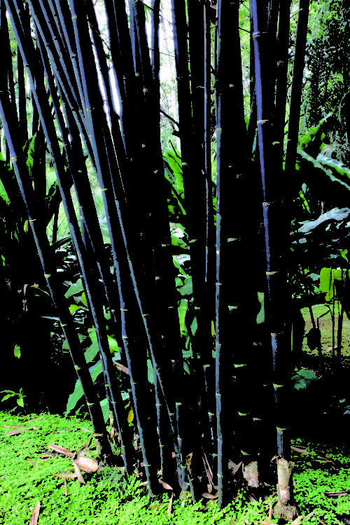 Bambu-negro - Revista NaturezaRevista Natureza