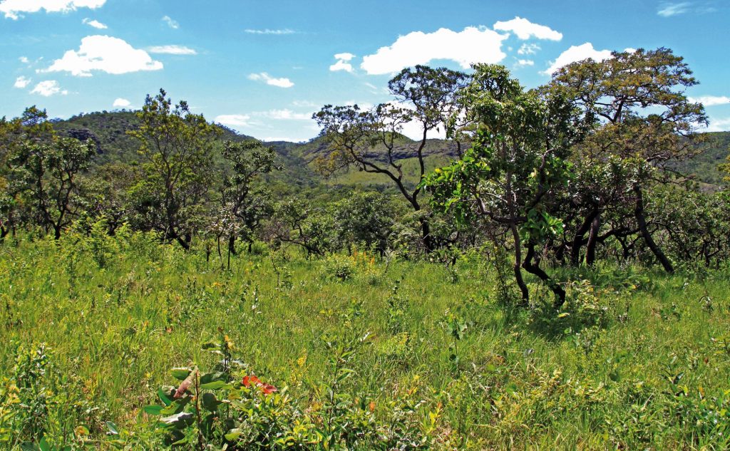 Os segredos do cerrado - Revista Natureza