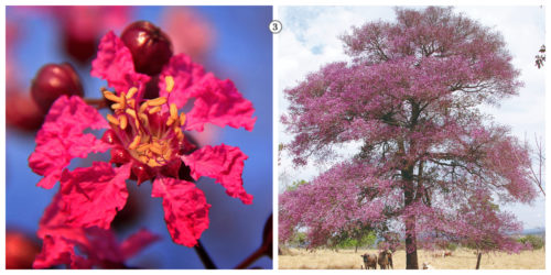 Os segredos do Cerrado - Revista NaturezaRevista Natureza