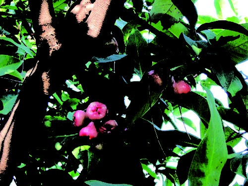 Mudas de jambo-rosa - Revista Natureza