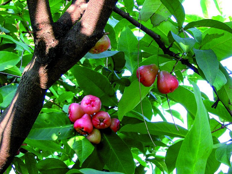 Mudas de jambo-rosa - Revista Natureza