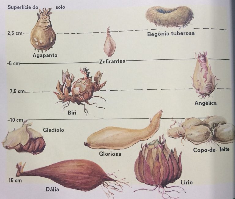 Cultivo de bulbos - Revista NaturezaRevista Natureza