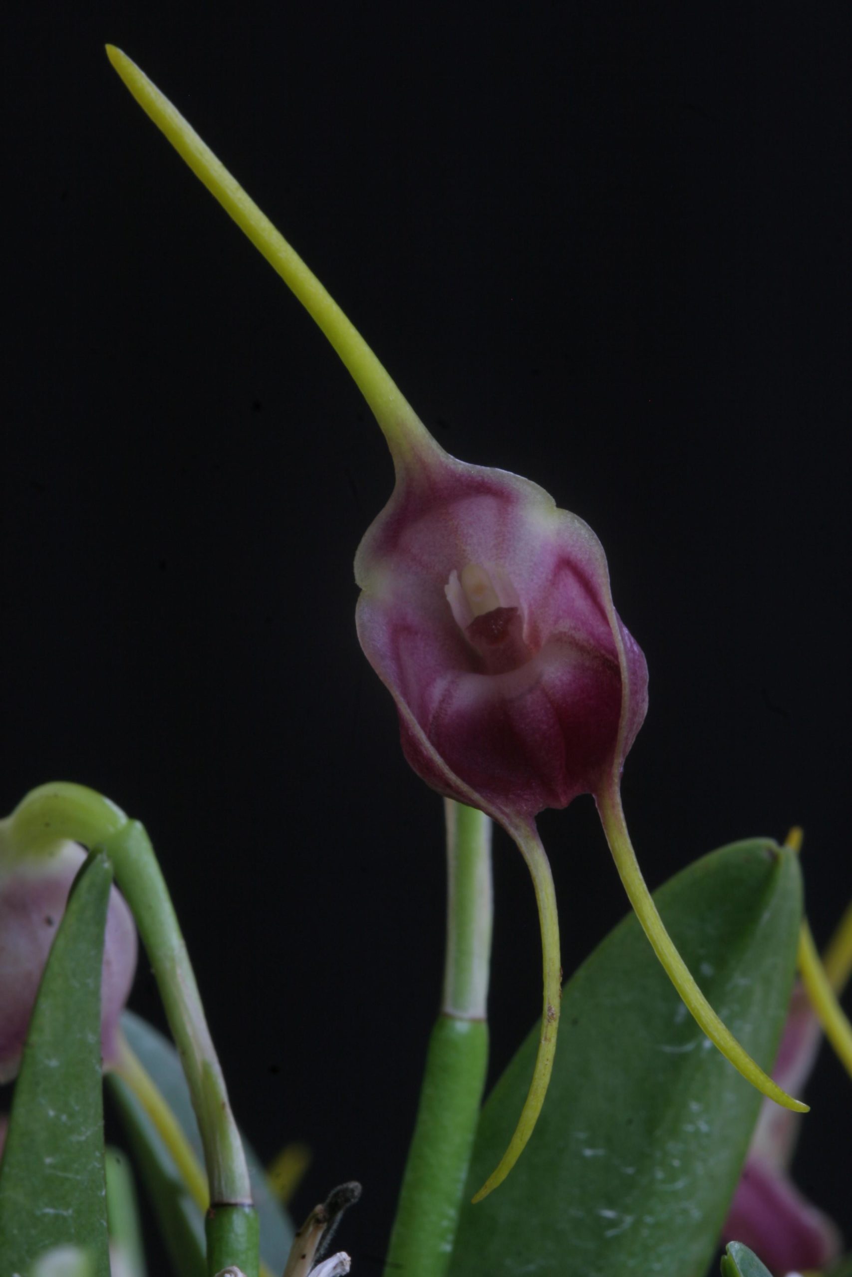 Pequenas notáveis - Revista Natureza