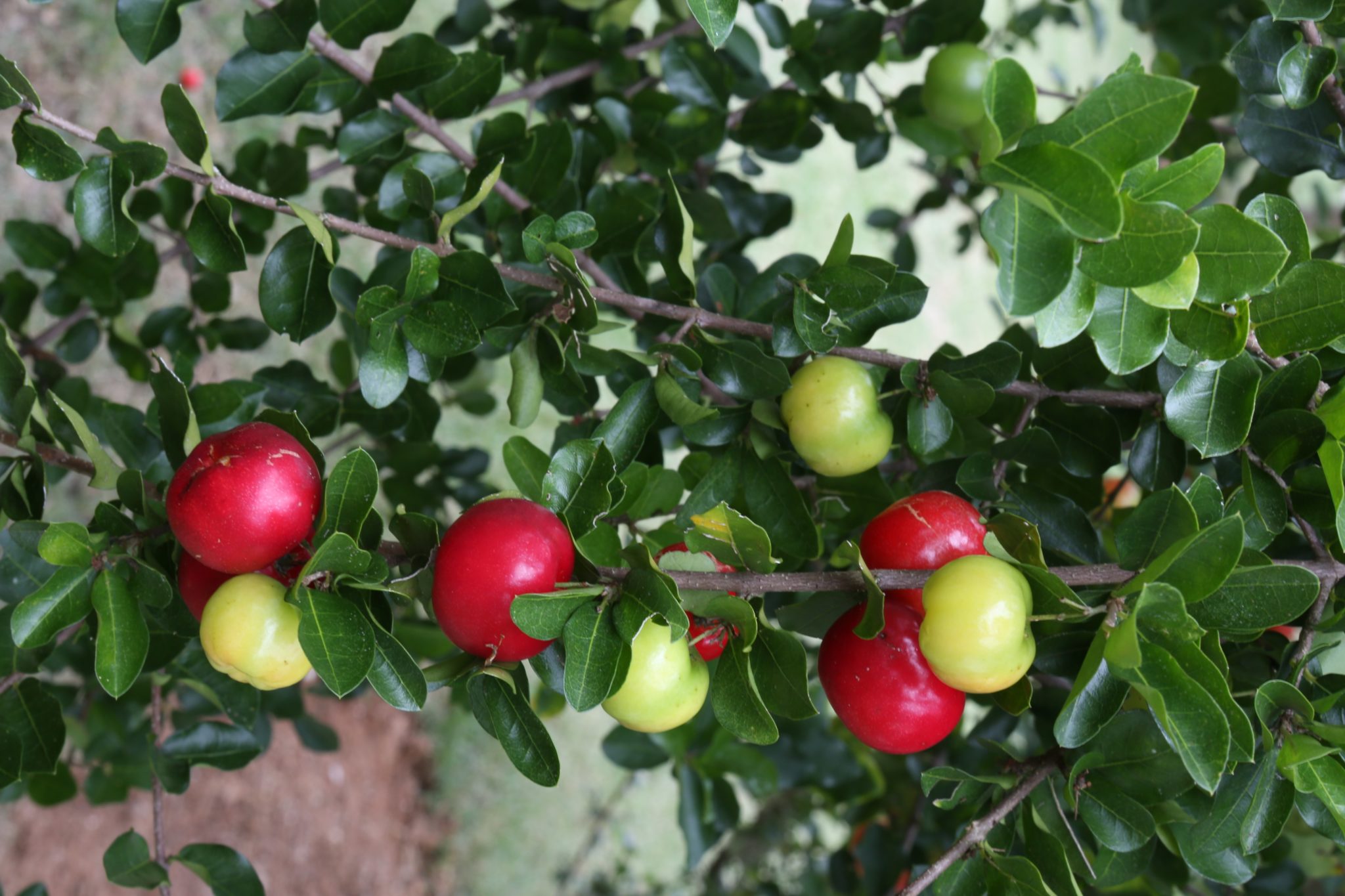 Acerolas ácidas - Revista Natureza