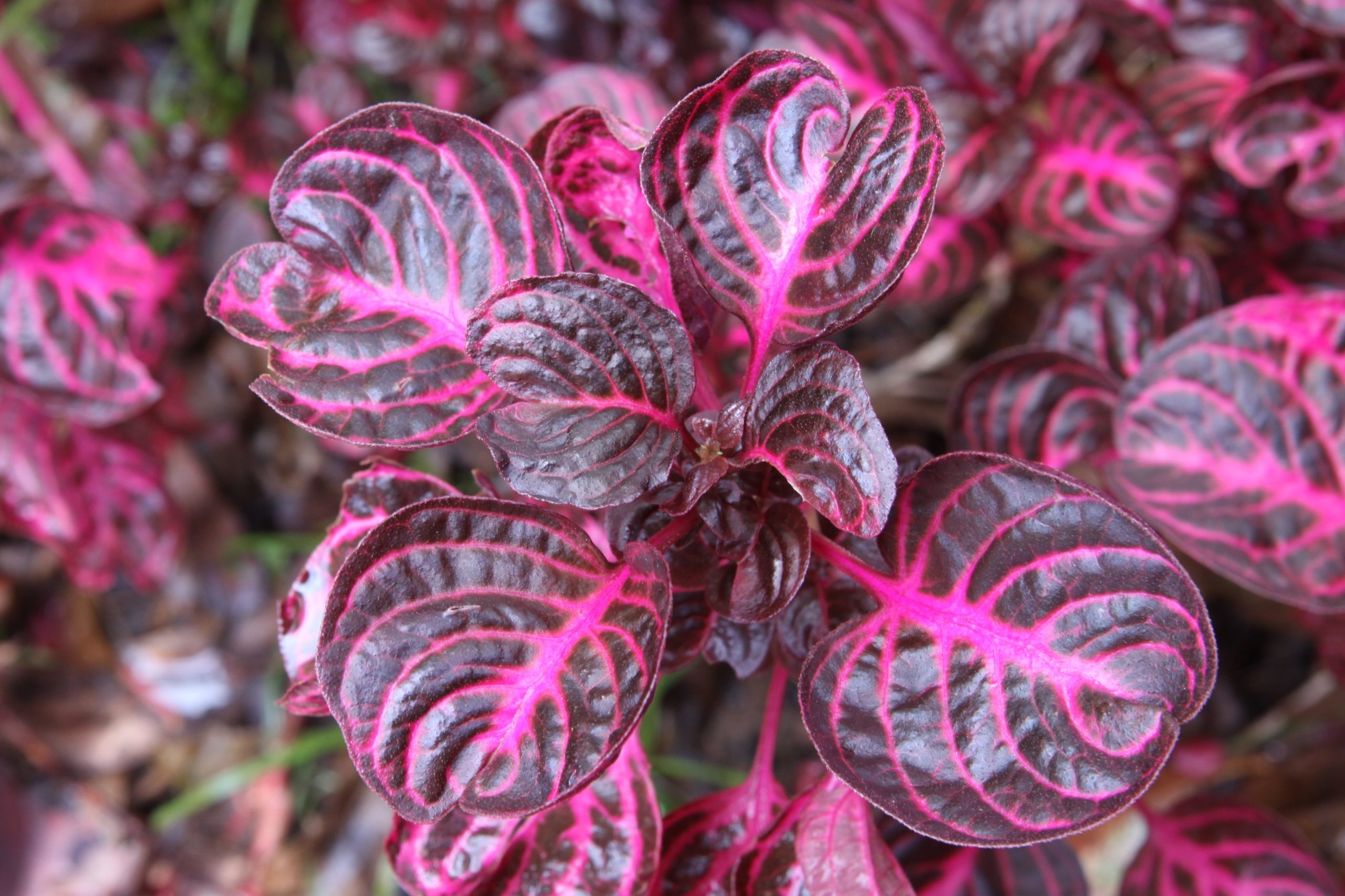 Bate coração - Revista Natureza