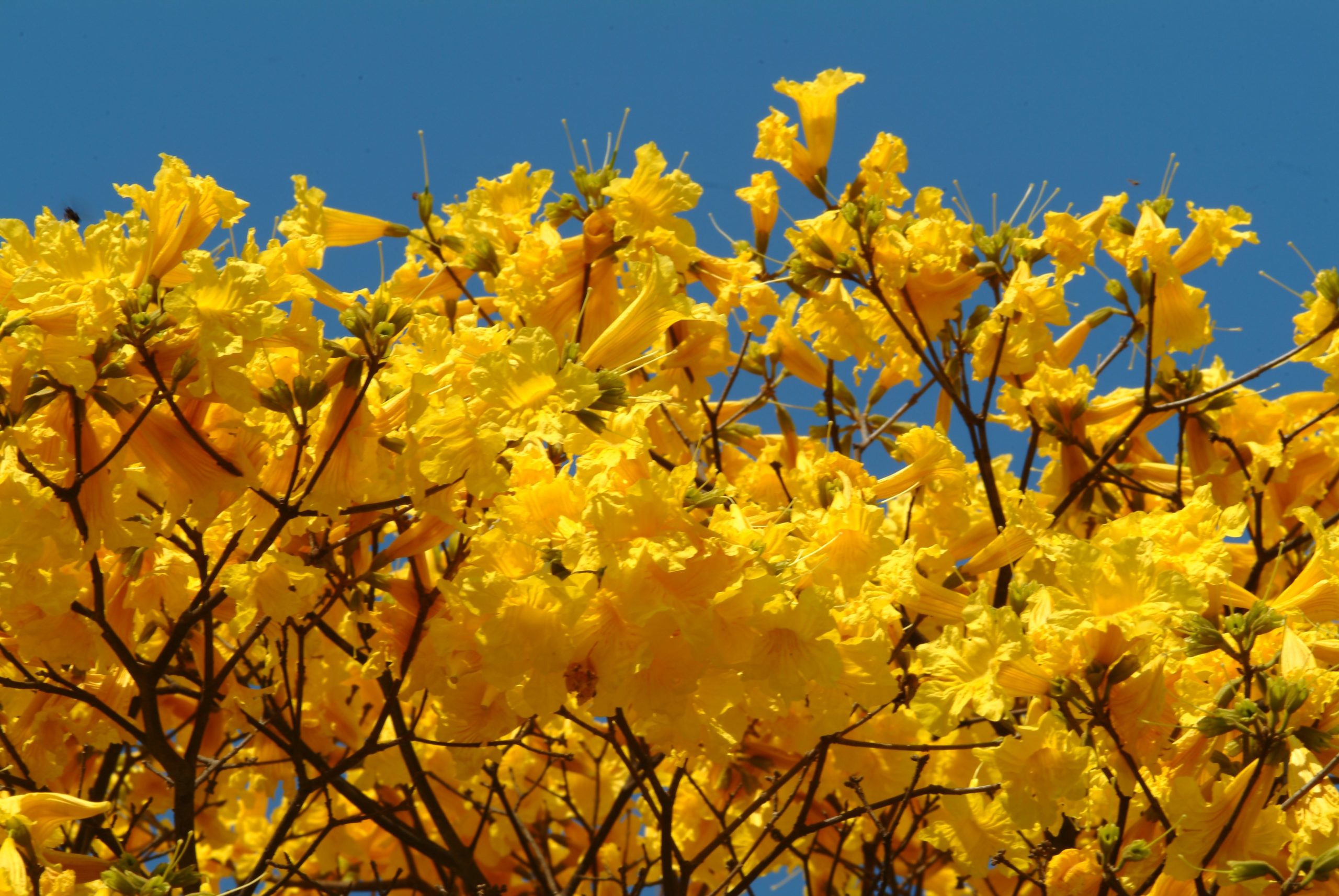 Flores do ipê - Revista Natureza
