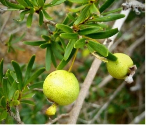 Nova espécie de goiabeira é descoberta na Bahia - Revista Natureza