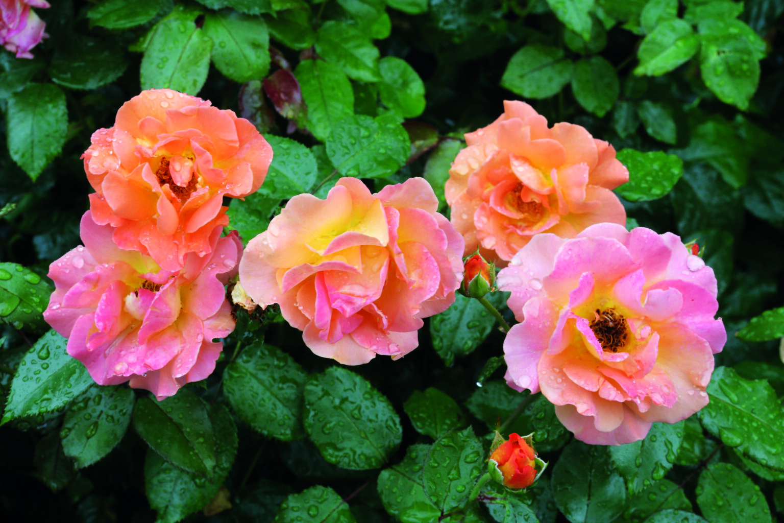 Todos os nomes das rosas - Revista Natureza