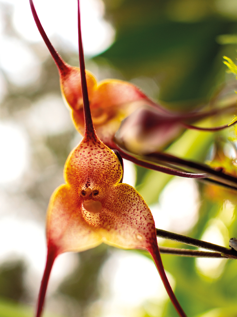 Conheça as orquídeas do gênero Dracula, uma fábrica de monstrinhos ...