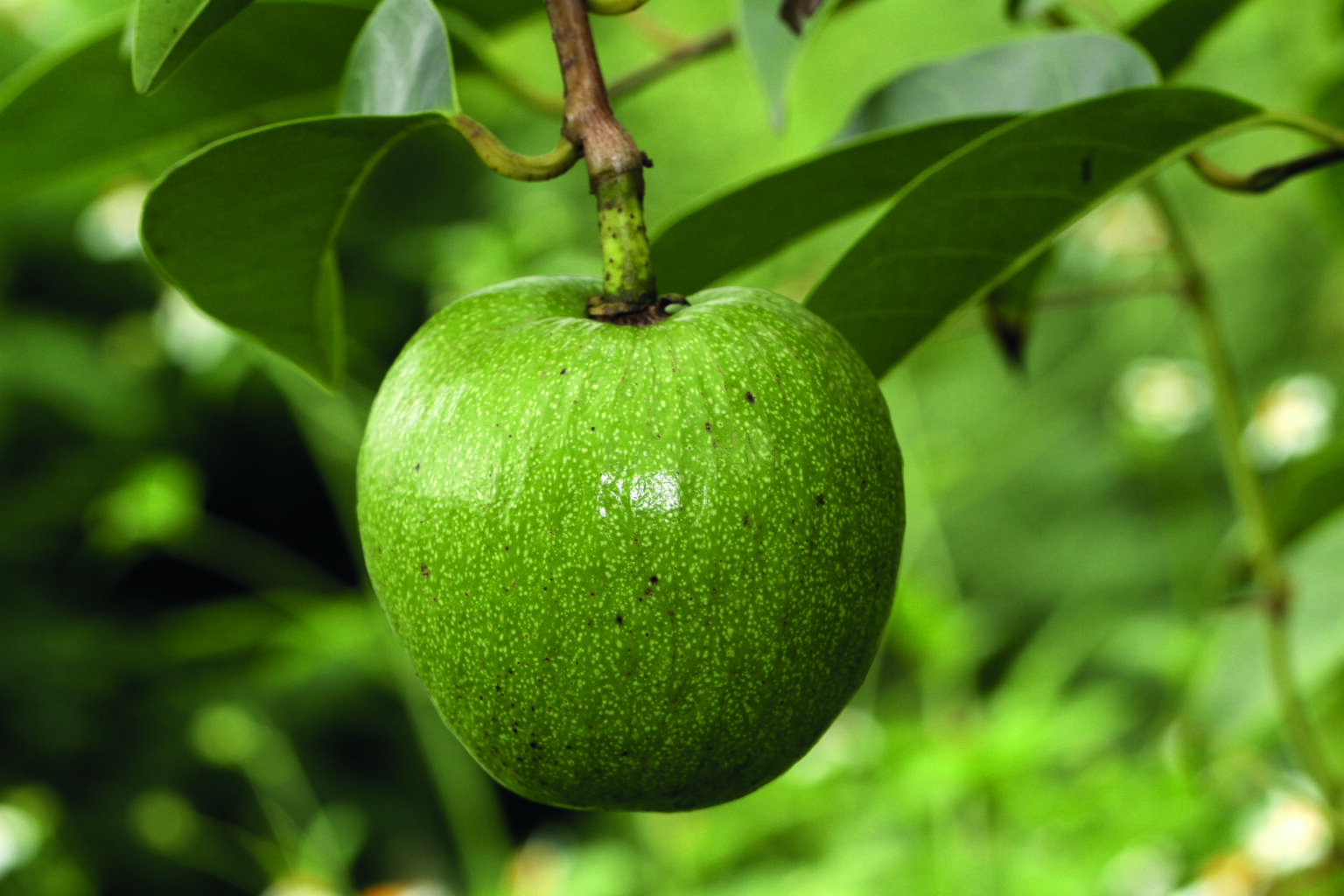 Frutíferas para solo encharcado - Revista Natureza