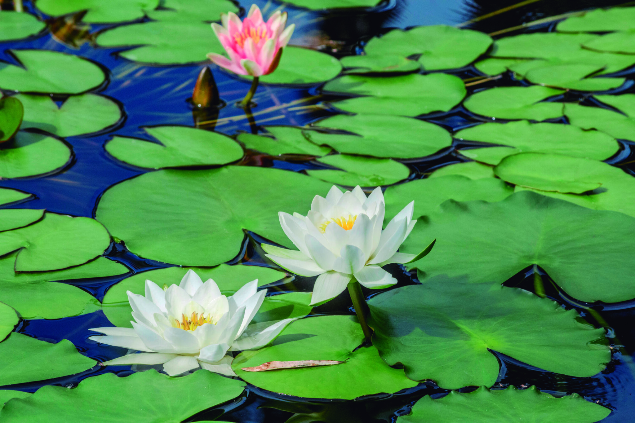 Uma aquática para cada uso - Revista Natureza