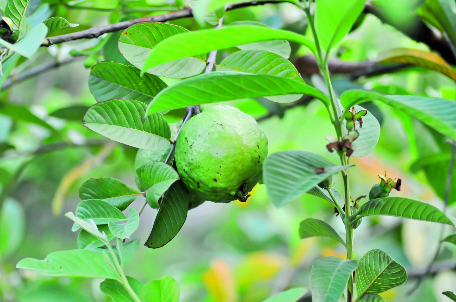 Cerca viva de frutíferas - Revista Natureza