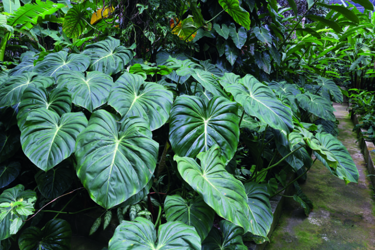 Conheça os filodendros - Revista Natureza